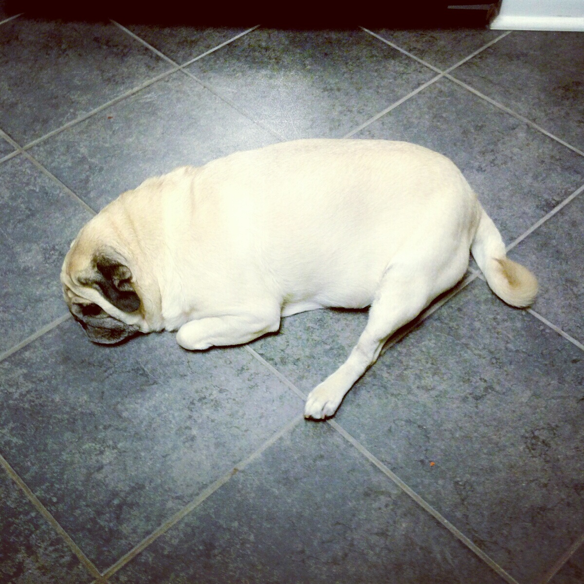 Lil Smug Pug: Internet Madness, Pug Photos, and New Harness - Yippee!