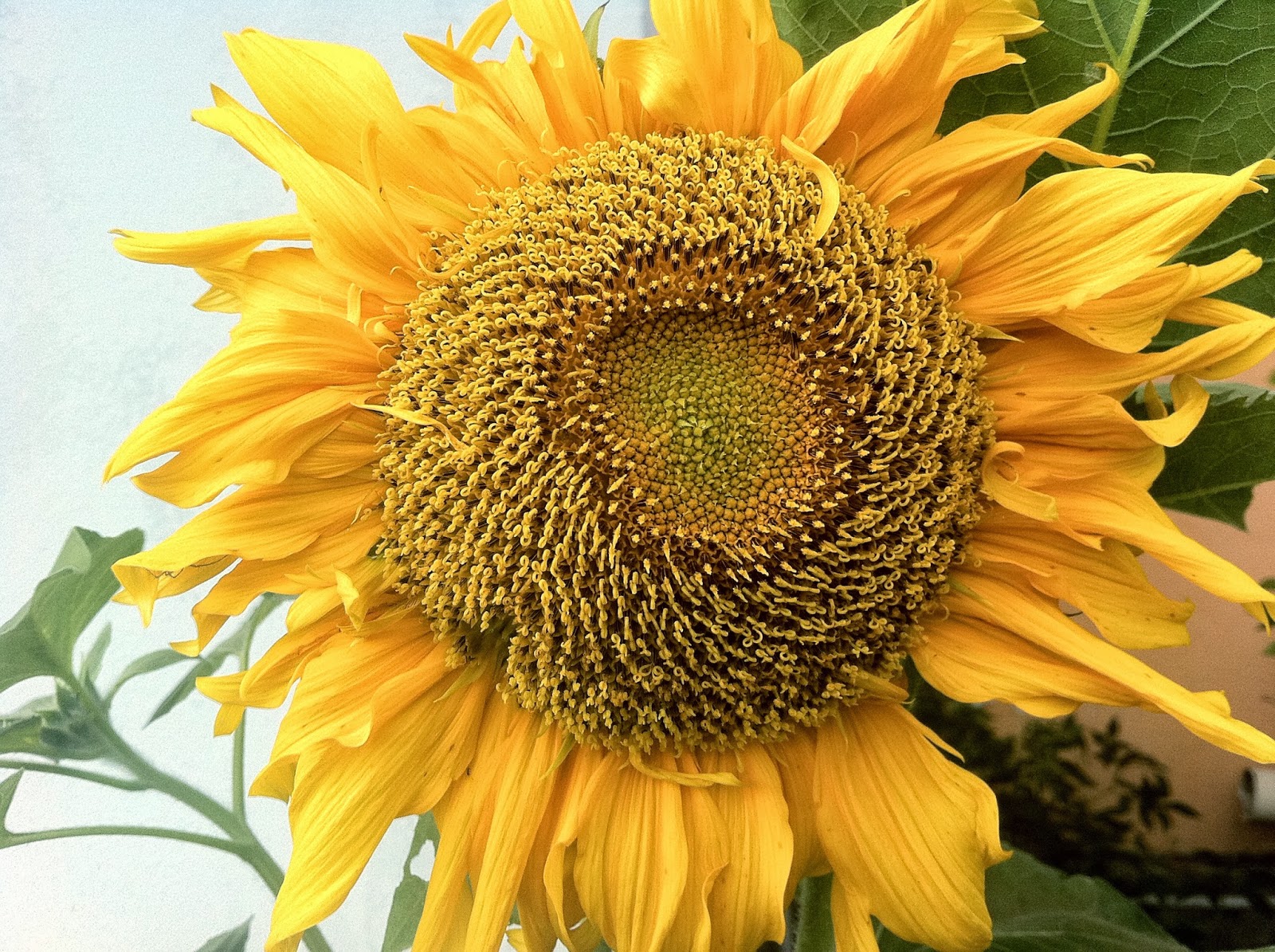 My Experimental Garden: Early Russian sunflower