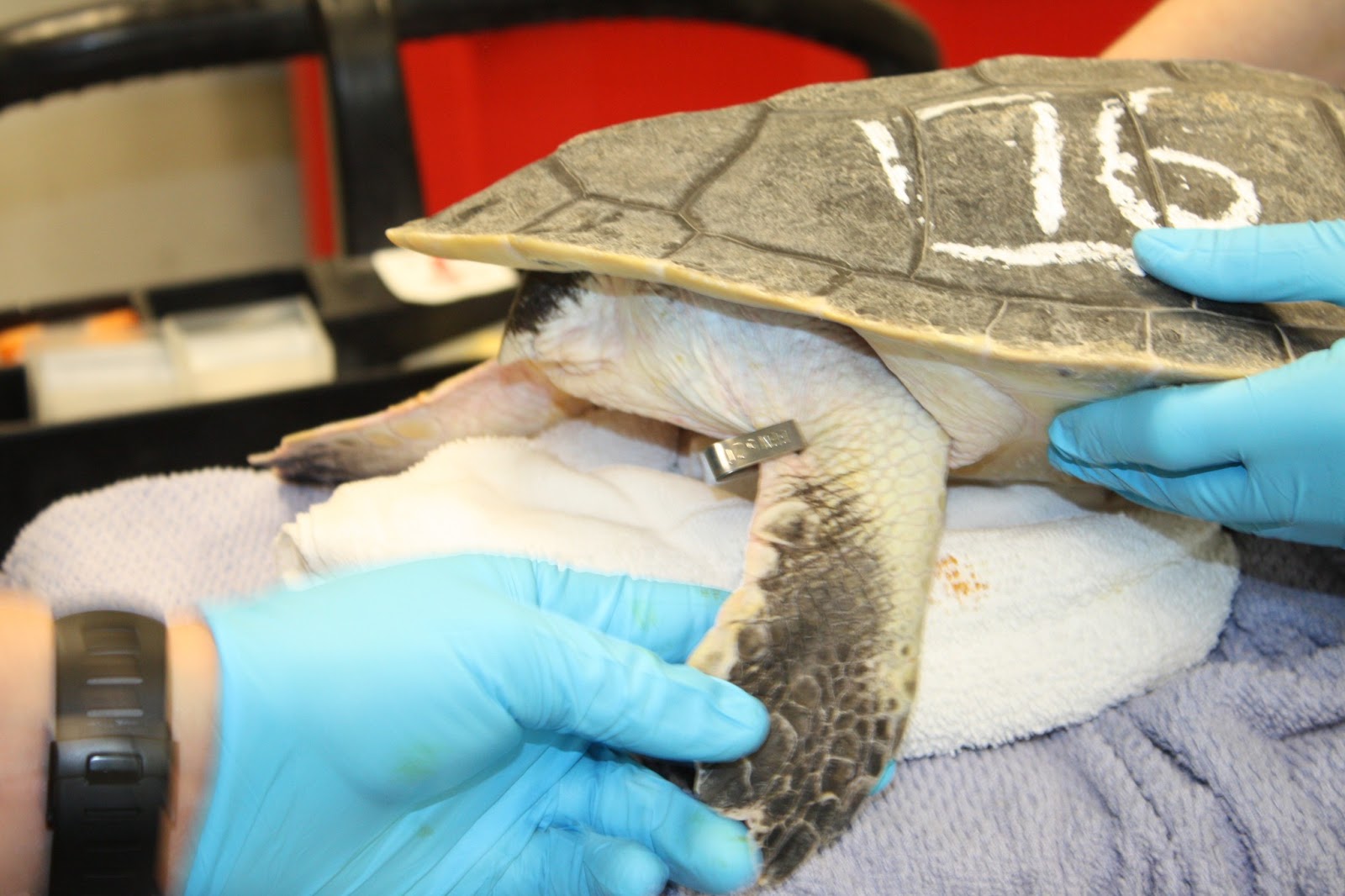 Marine Animal Rescue Team Blog