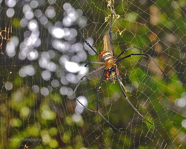 BLOG KOLEKSI MEGA MISTIK DAN ANTIK ANTARABANGSA: Geliga Labah-Labah ...
