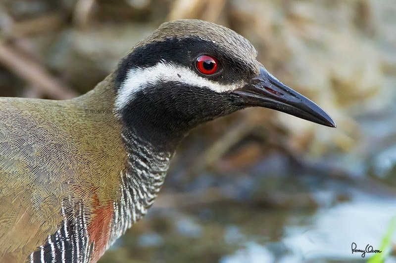 Romy Ocon's Wild Birds of the Philippines: A Barred Rail up close