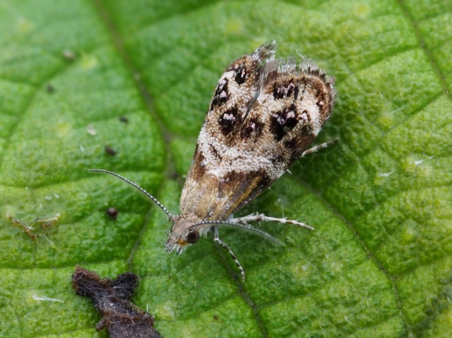 Bill's Birding: Tebenna micalis