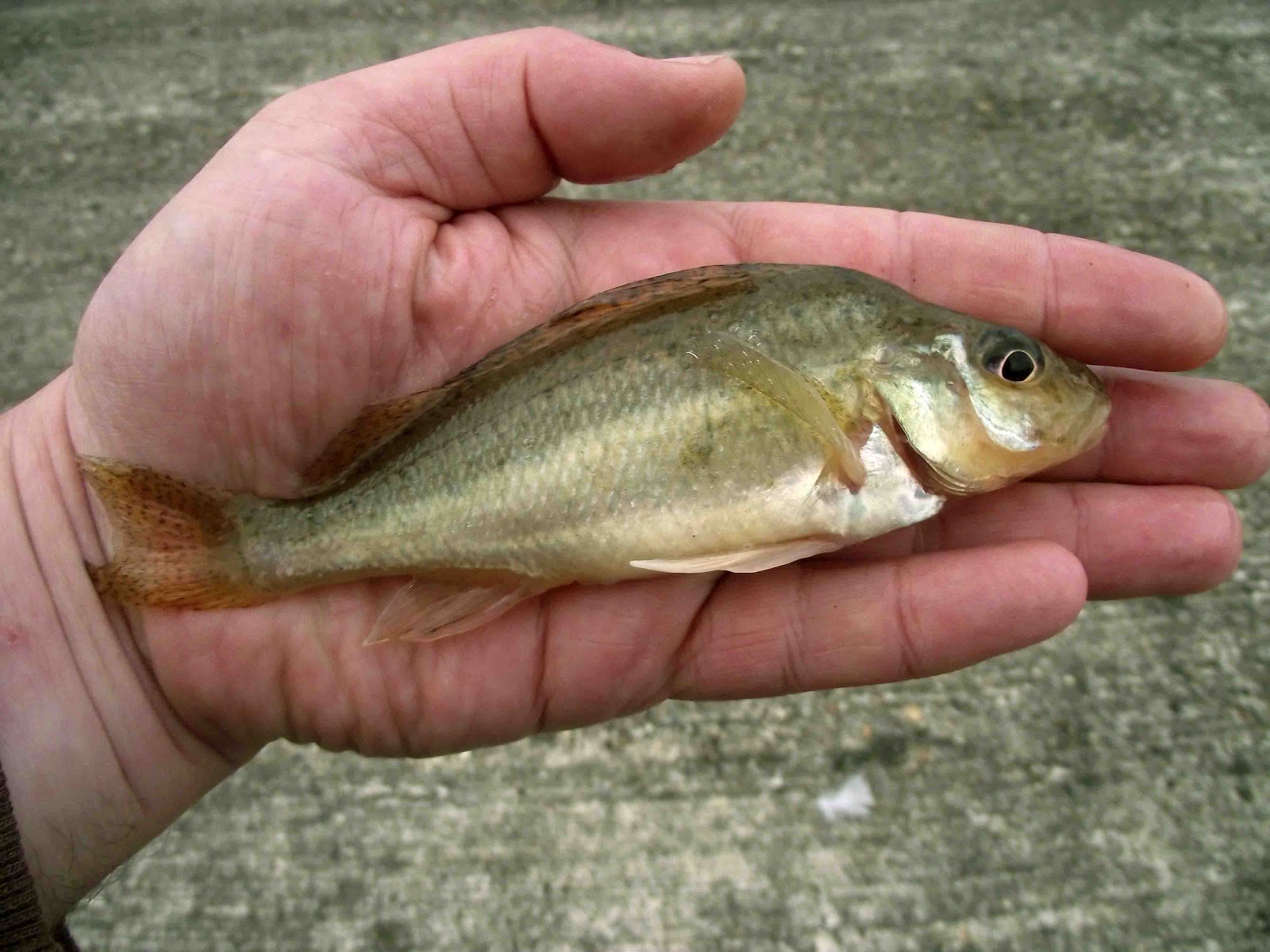 The Lure of Angling: Catching the smallest fish using the biggest bait.