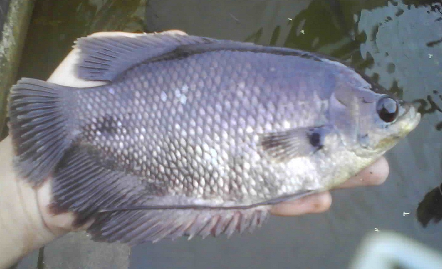 Fish Breeding Gurame | Nursery Gurame