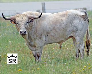 DOS OREJAS Y RABO: PELAJES DEL TORO DE LIDIA: JABONEROS