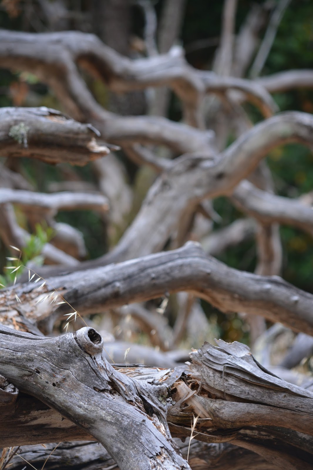 Linda Mazzuchi: Mount Burdell Open Space Hiking Trails