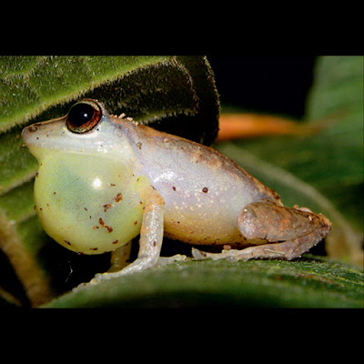 Species New to Science: [Herpetology • 2017] Eleutherodactylus cattus ...