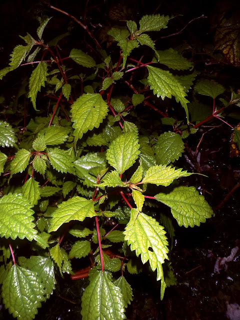 Scirpidiella's Plants: False Nettles - Ramie cousins (Boehmeria sp. div.)