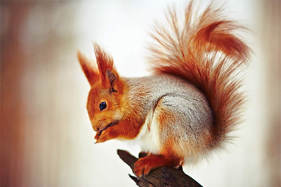 Best Photos 2 Share 8 Photos Of Adorable Squirrels