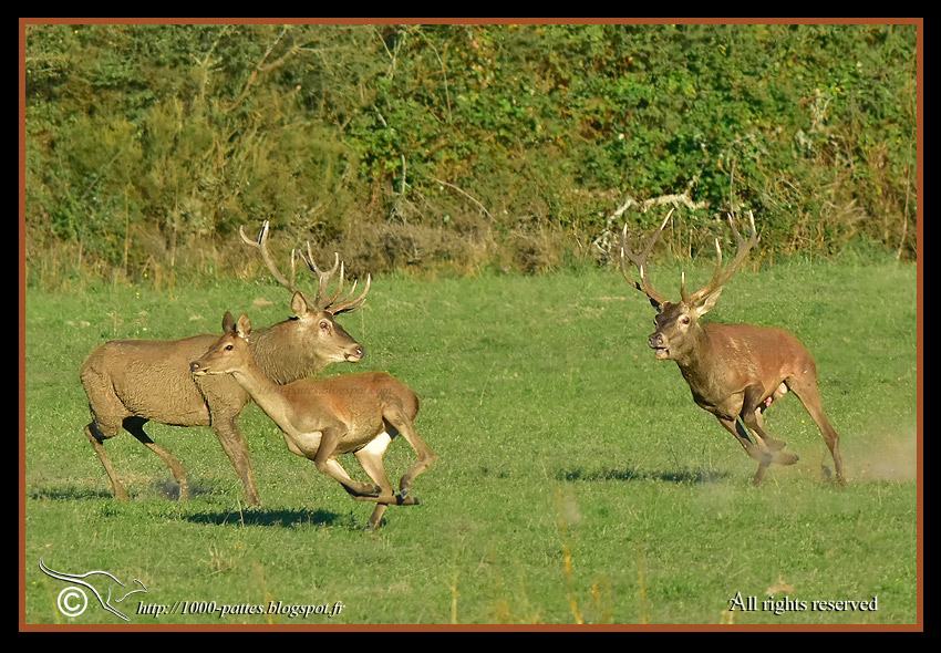 WILDLIFE GATEWAY: Combat de cerfs à Chambord