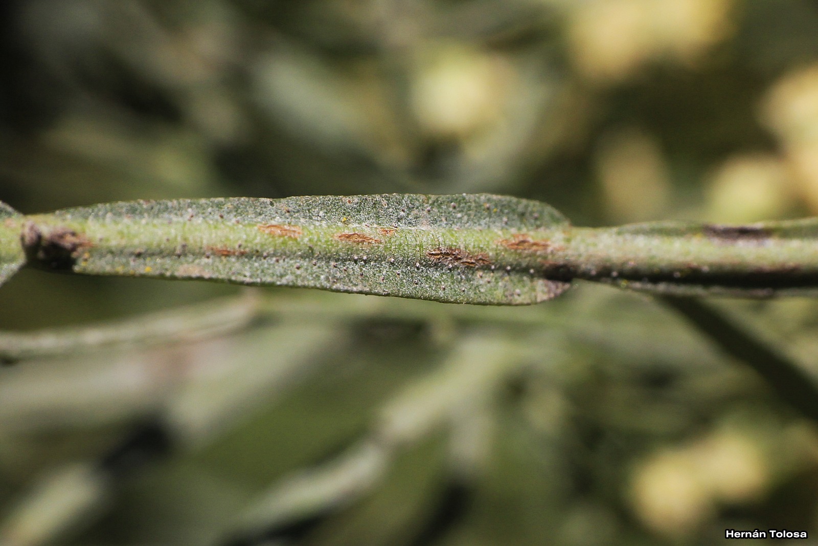 Flora Bonaerense: Carqueja (Baccharis articulata)