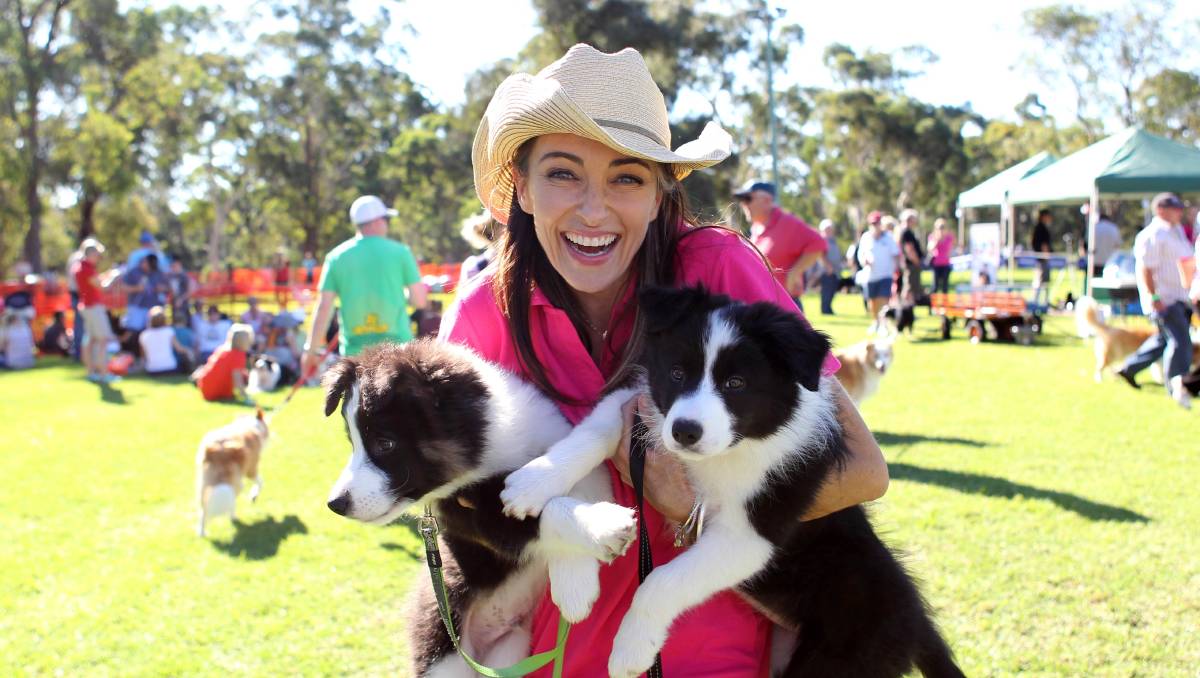 Border Collie Fun Day 2017 – April 2 | Australian Dog Lover