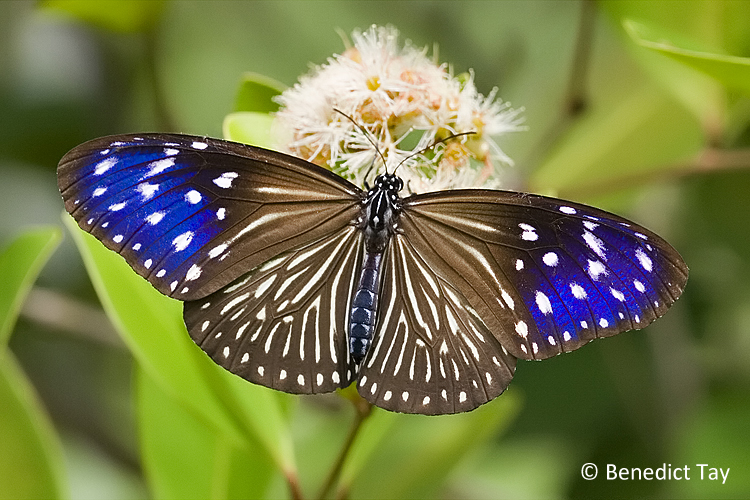 Butterflies of Singapore: Life History of the Striped Blue Crow