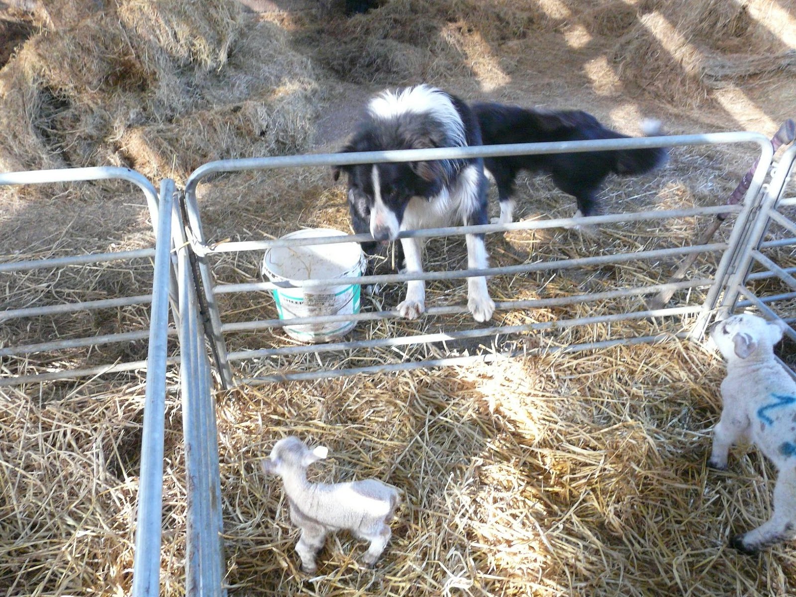 Colostrum Powder For Lambs