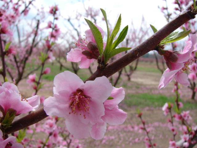 DIÁRIO COM A NATUREZA: 16 DE JUNHO - PESSEGUEIRO - PÊSSEGO - FRUTA ...