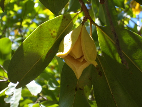 Graviola: Propriedades Medicinais Da Graviola