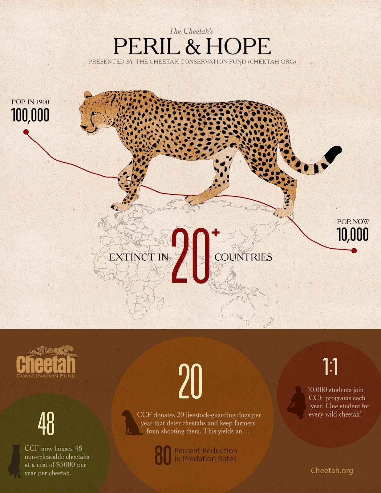 Cheetah News: The Plight of the Cheetah: Infographic