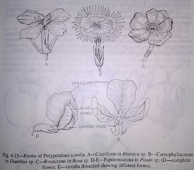 Corolla flowers and its types-digieduco
