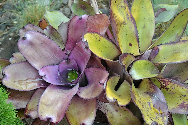 The Outlaw Gardener: Rare Plant Research Part 2: The Place