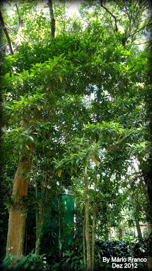 Meu Cantinho Verde: JACATIRÃO-AÇU - ( Miconia cinnamomifolia )