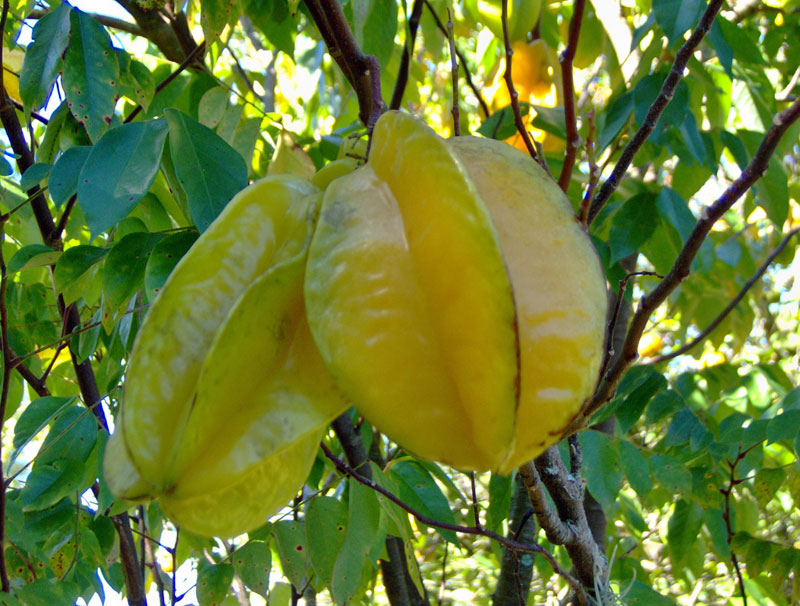 Manfaat dan bahaya buah belimbing bagi kesehatan | Gudang kesehatan dan ...