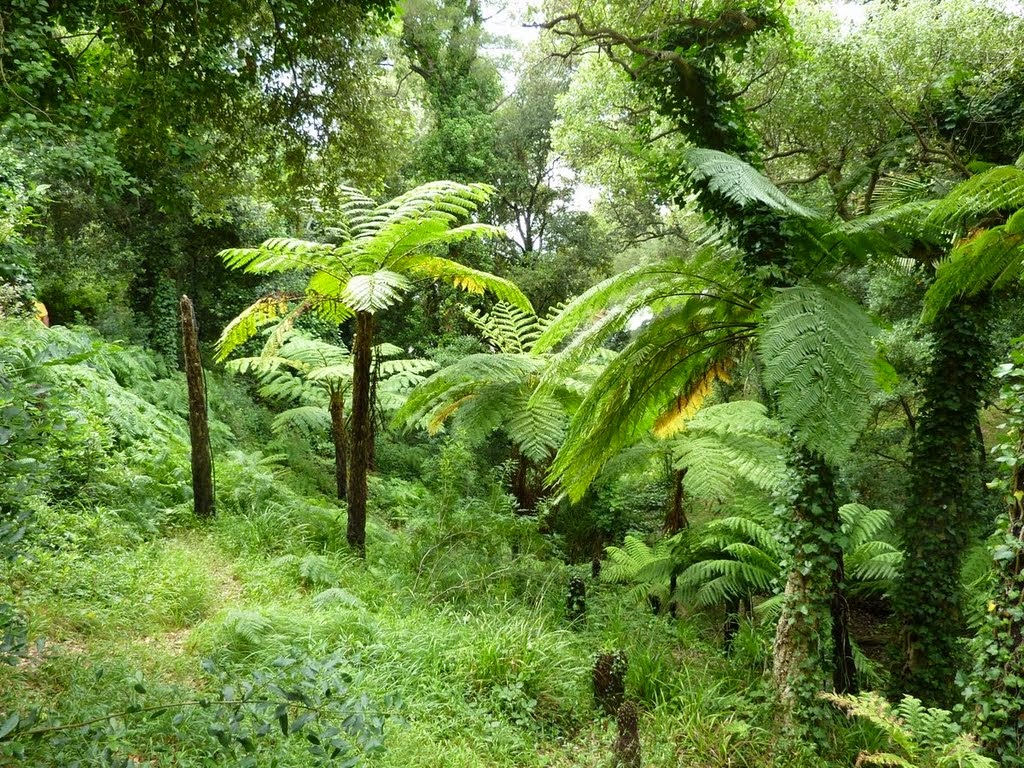 Les fougères, des plantes primitives