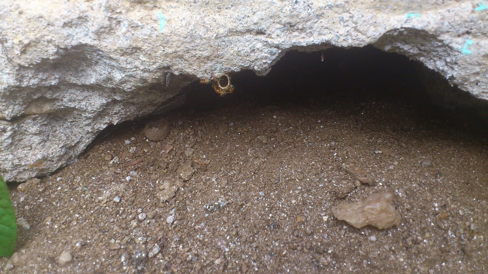 Diario de un naturalista aficionado: 5 de julio:Por las montañas de Las ...