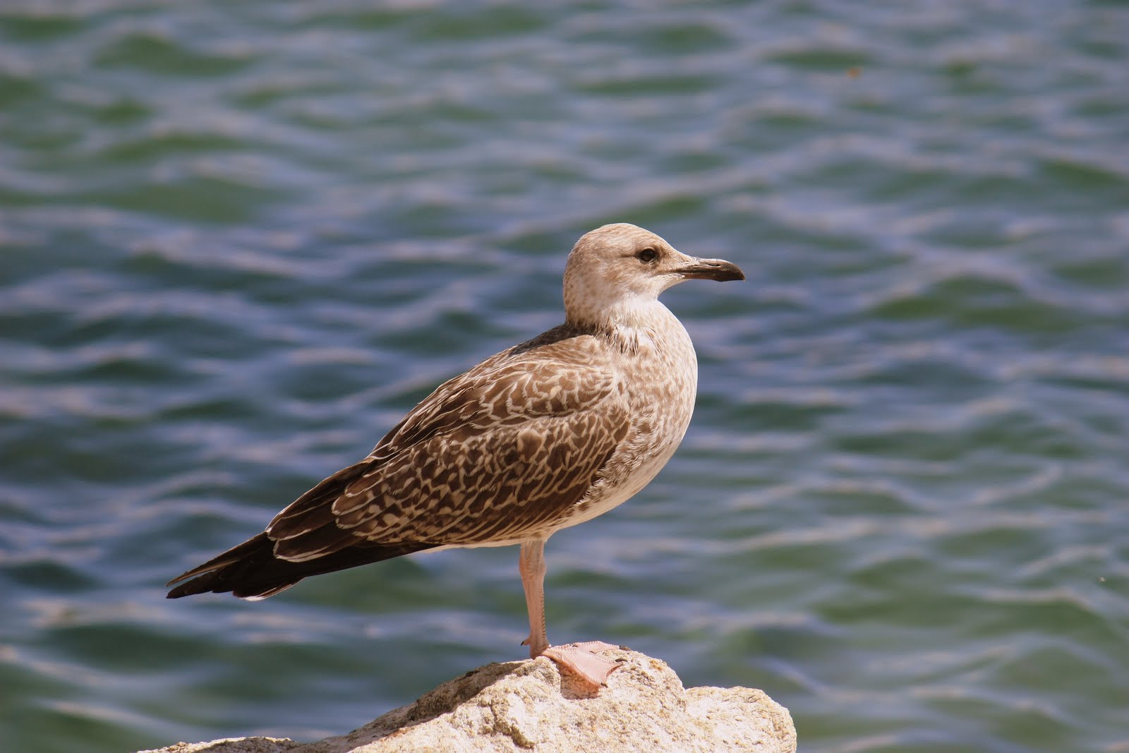 El Rinche de Berry : Fotos de Aves