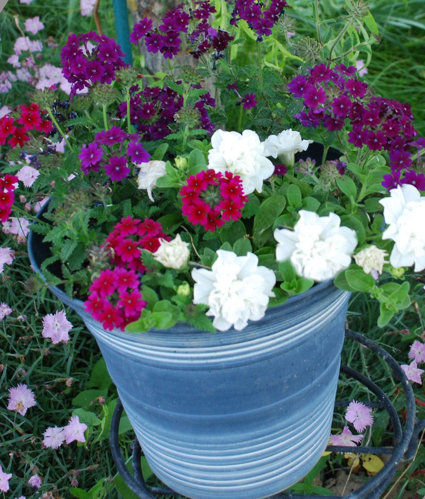 Photographing Flowers