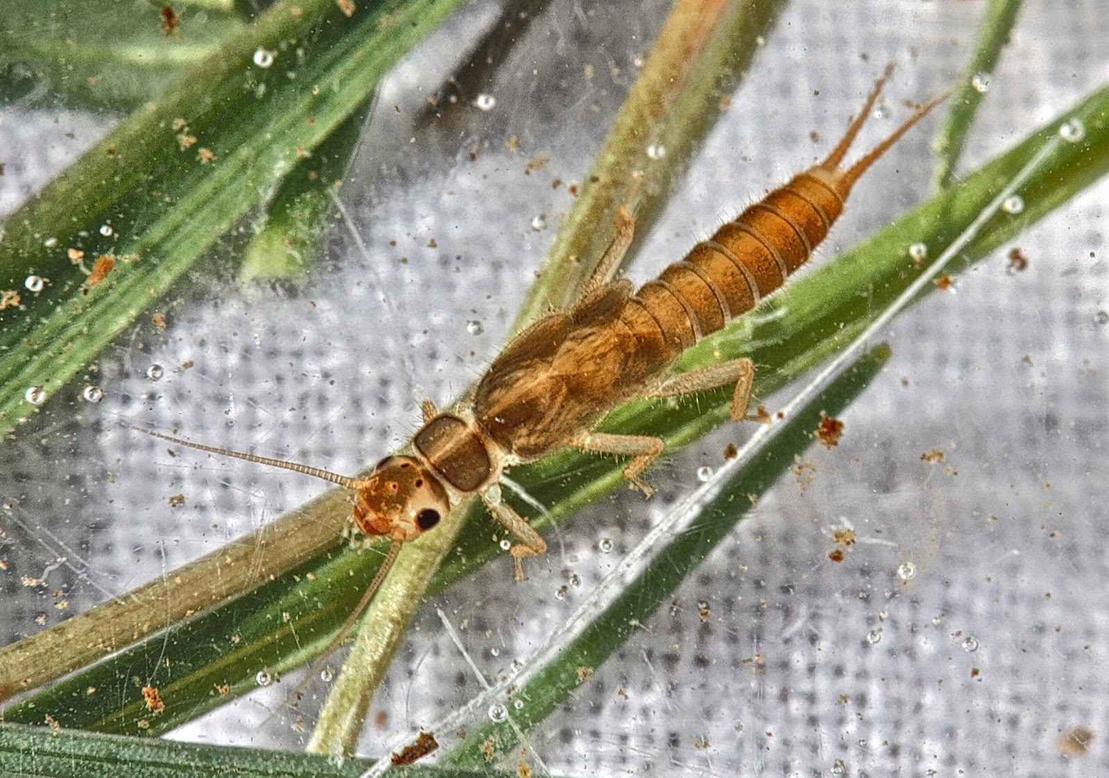 Aquatic Insects of Central Virginia: Our "Green Stoneflies ...