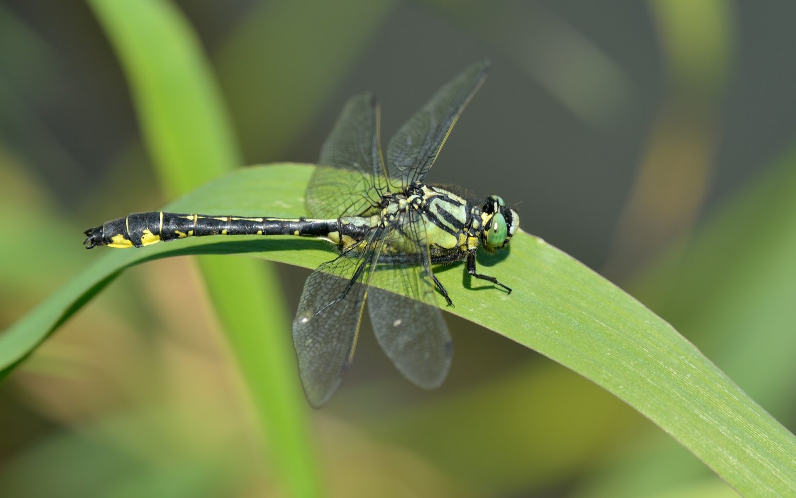 Bob's Butterfly and Bird Blog: Not So 'Common' Club-tail.