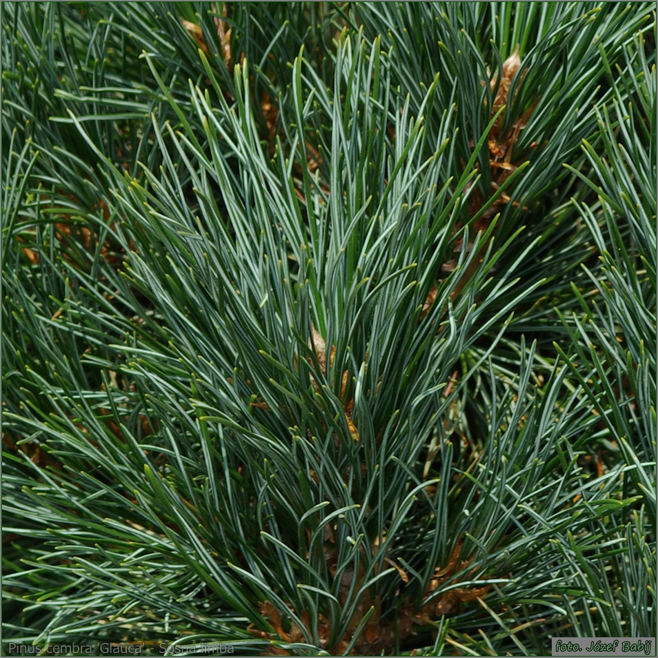 Plant Gallery - Encyklopedia Roślin: Pinus cembra 'Glauca' - Sosna ...