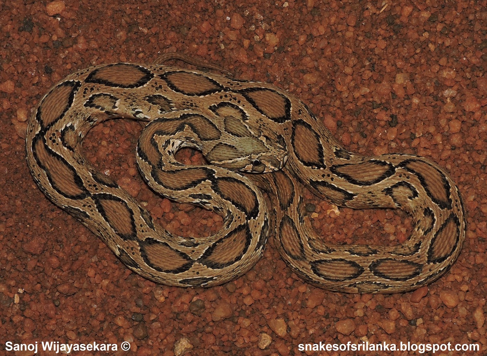 Russell's Viper/තිත් පොළඟා (Daboia russelii-Shaw & Nodder, 1797)