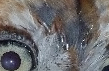 The Raptor Center: Otus the Eastern screech-owl