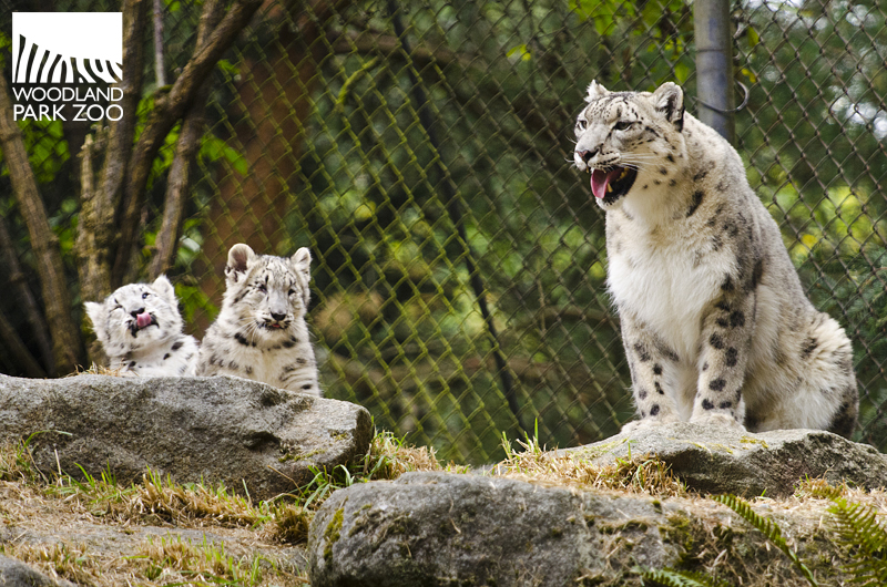 Snow leopard cubs first steps on exhibit