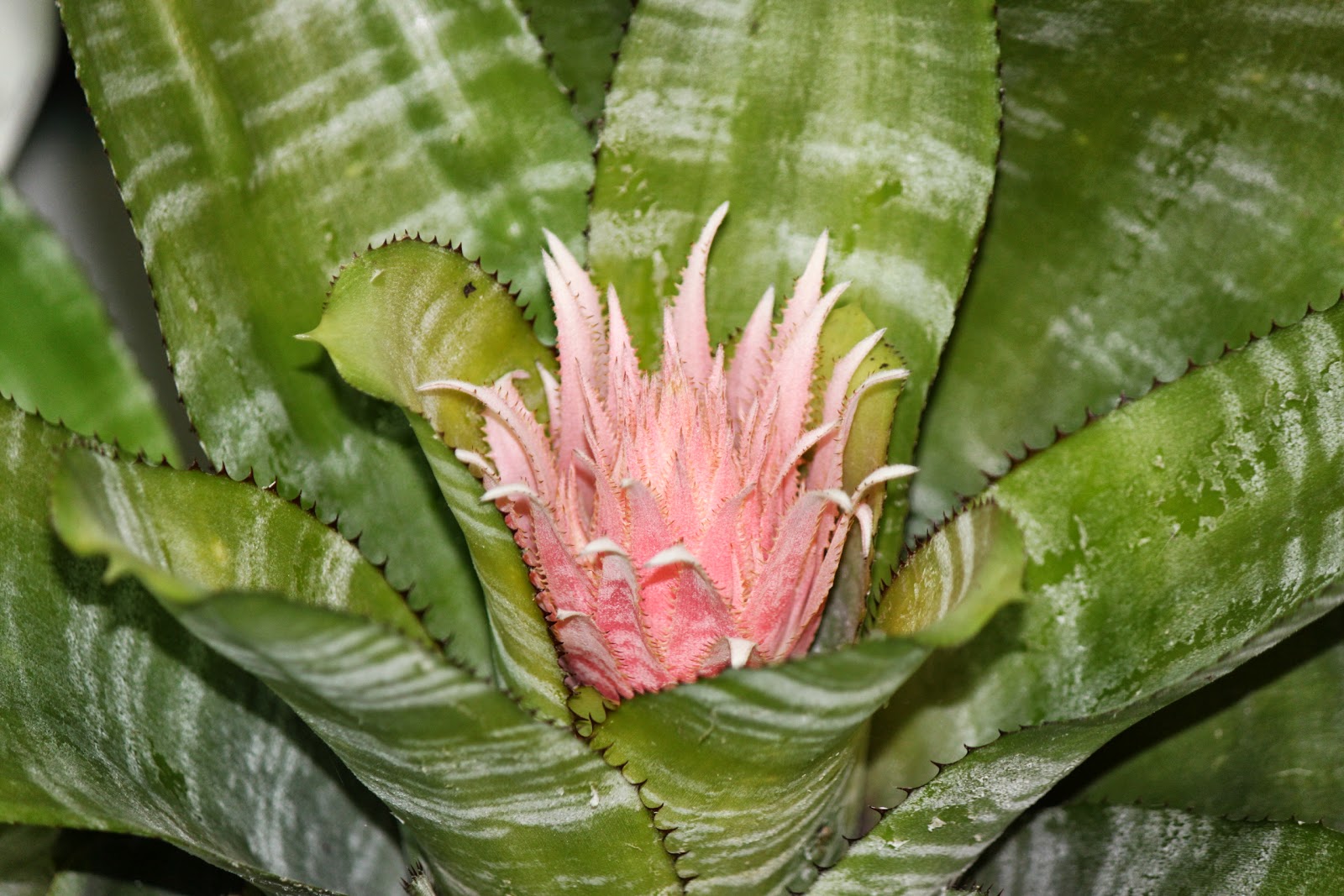 Savannah's Secret Gardens: New Exotic Plants @ Savannah's Secret Gardens!