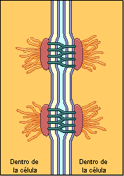 Cerebritos en biología: Glosario
