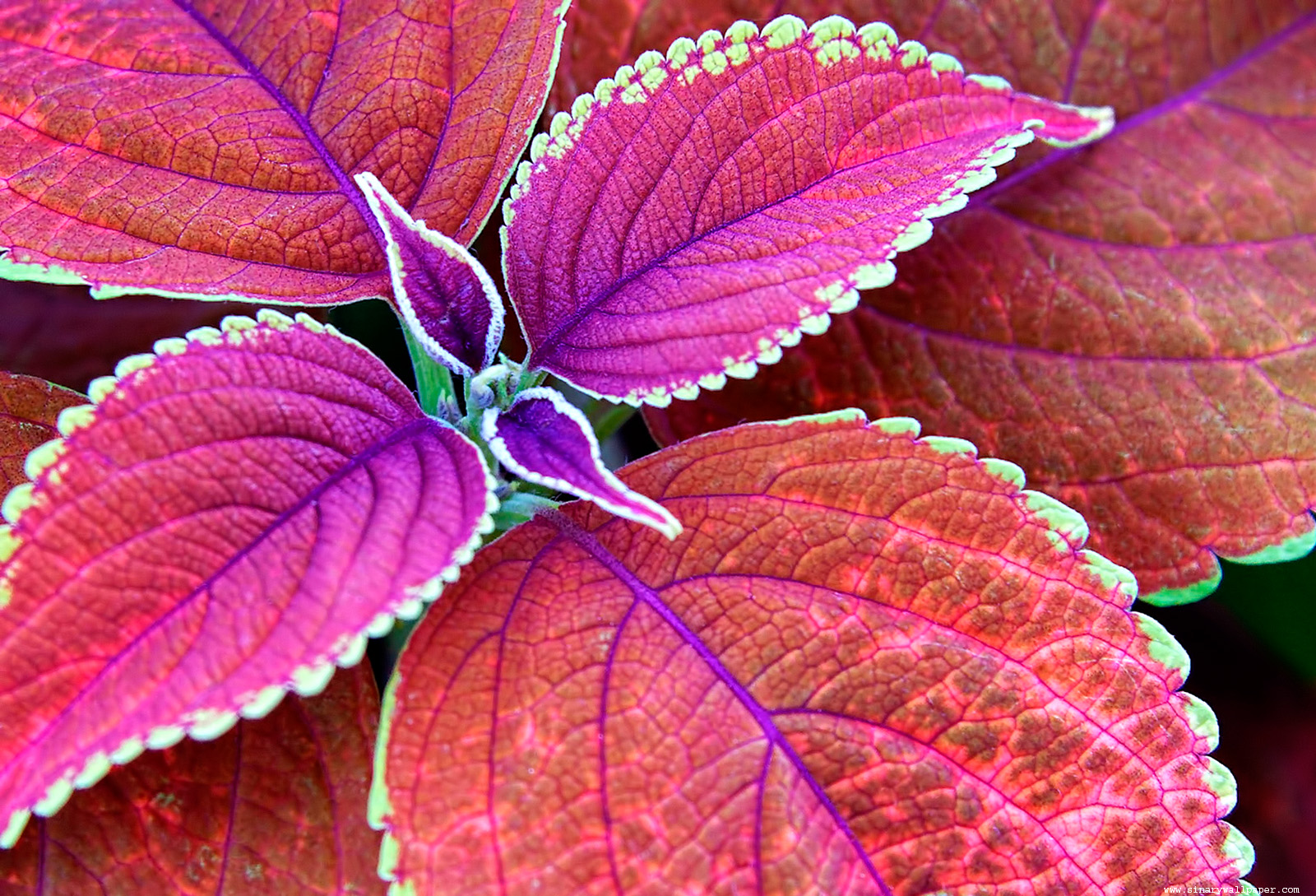 Sinary WallPaper HQ | Sinary Wallpapers Download: Sinary WallPaper HQ