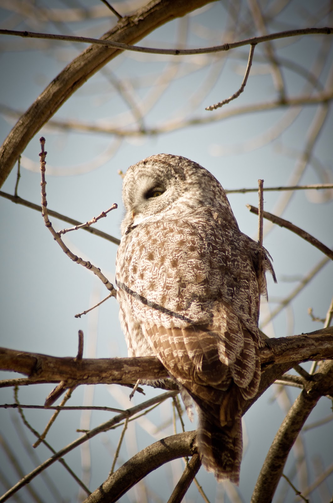 be yourself...everyone else is taken: it's not just an owl.....