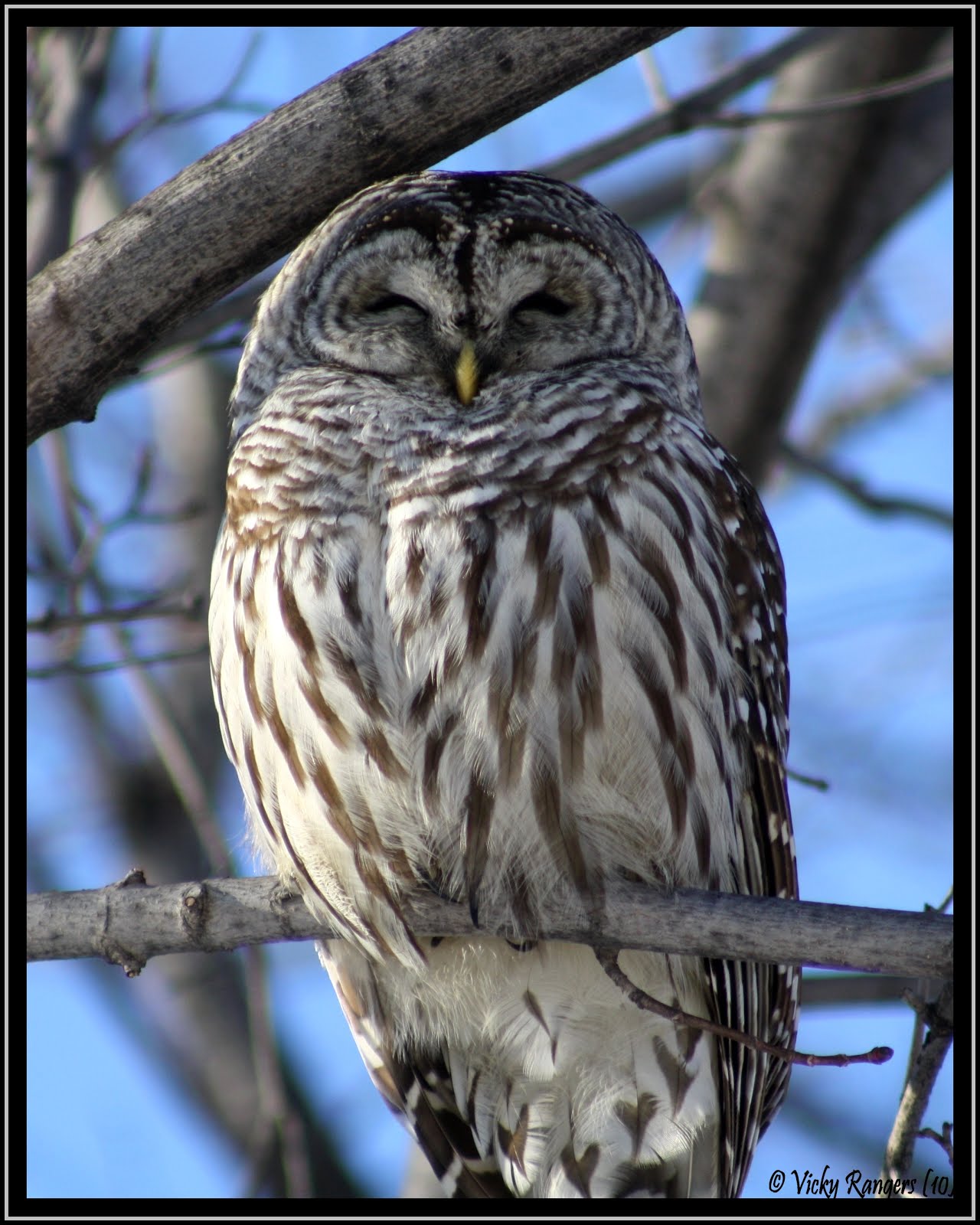 La faune et la flore du Québec en photos: Chouettes et hiboux