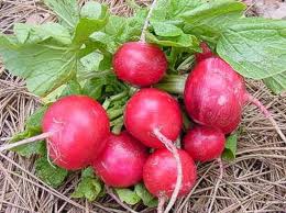 Tanaman Obat : LOBAK | Info Sehat dan Kecantikan