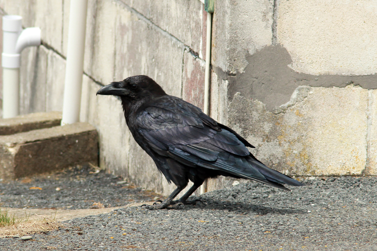 Steve's Birding And Wildlife Blog.: North Devon 24th - 28th June 2013