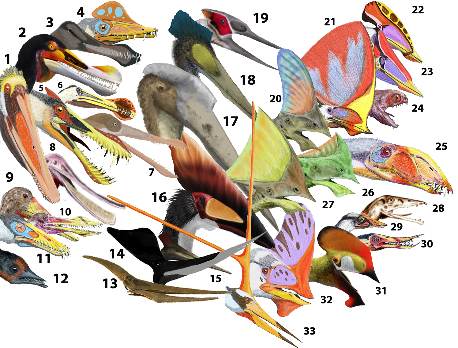 Mitos e ideas falsas de los pterosaurios - Resolviendo la incógnita