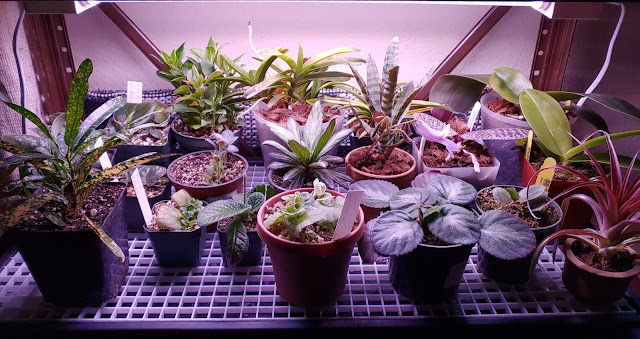 Indoor Gardening: DIY Humidity/Drip Trays