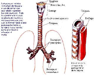 LA TRAQUEA: ENFERMEDADES