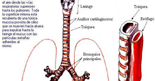 LA TRAQUEA: ENFERMEDADES