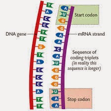 # 35 The genetic code - protein synthesis | Biology Notes for A level