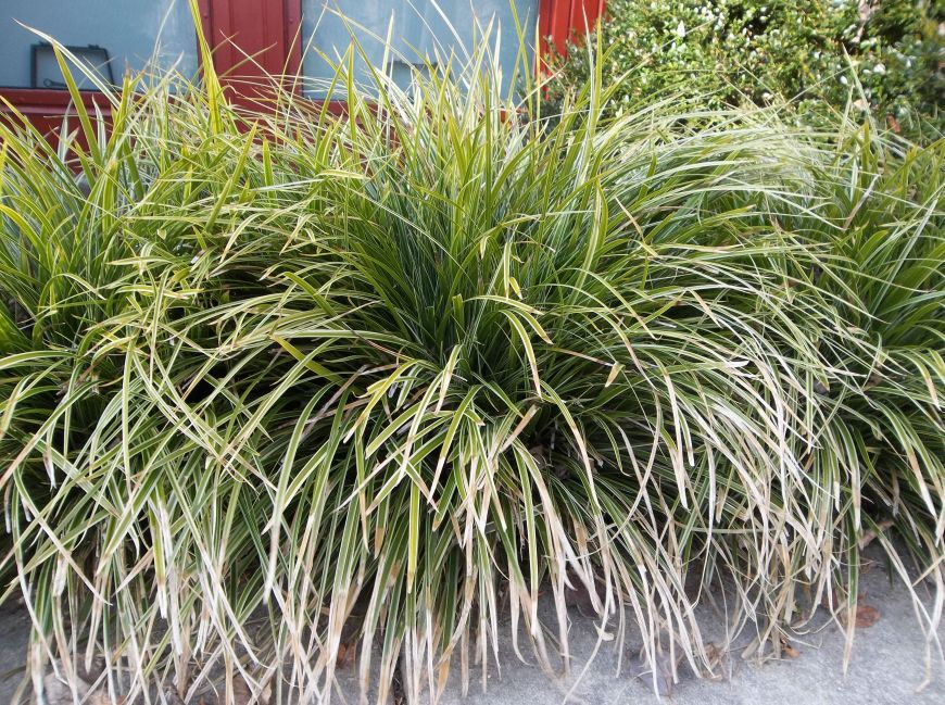 Future Plants by Randy Stewart: Acorus / Sweet Flag