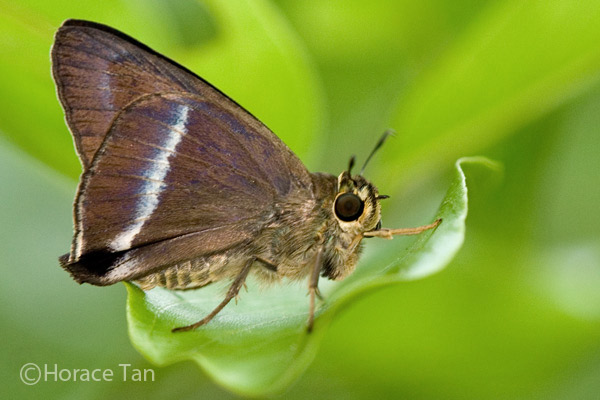 Butterflies of Singapore: Awls of Singapore : Part 2