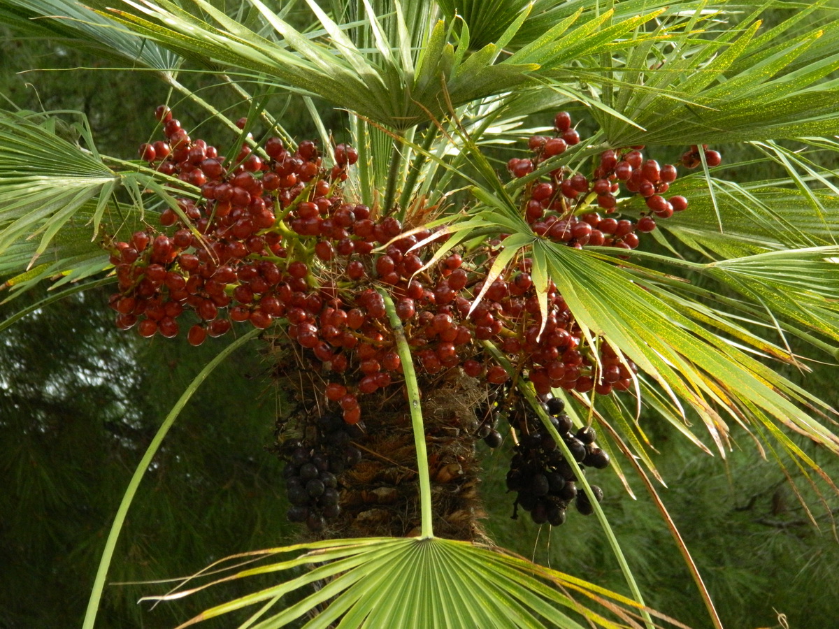 LA MULTI ANI, ROMANIA!: Fructe de palmieri in Beaulieu-sur-Mer